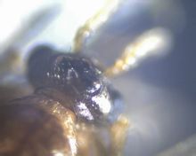 Psocotteri - Pagine [1] - Mondo conoscenza enciclopedica