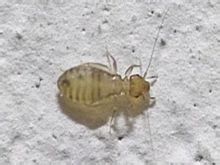 Psocotteri - Pagine [1] - Mondo conoscenza enciclopedica