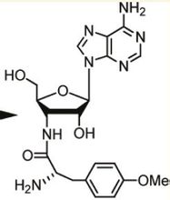 Puromicina - Pagine [1] - Mondo conoscenza enciclopedica